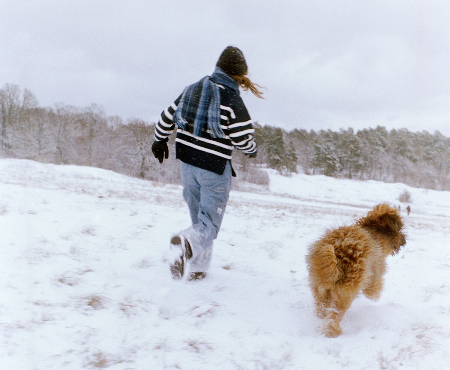 Välja hundras - guide för val av rätt hund | Hedvig