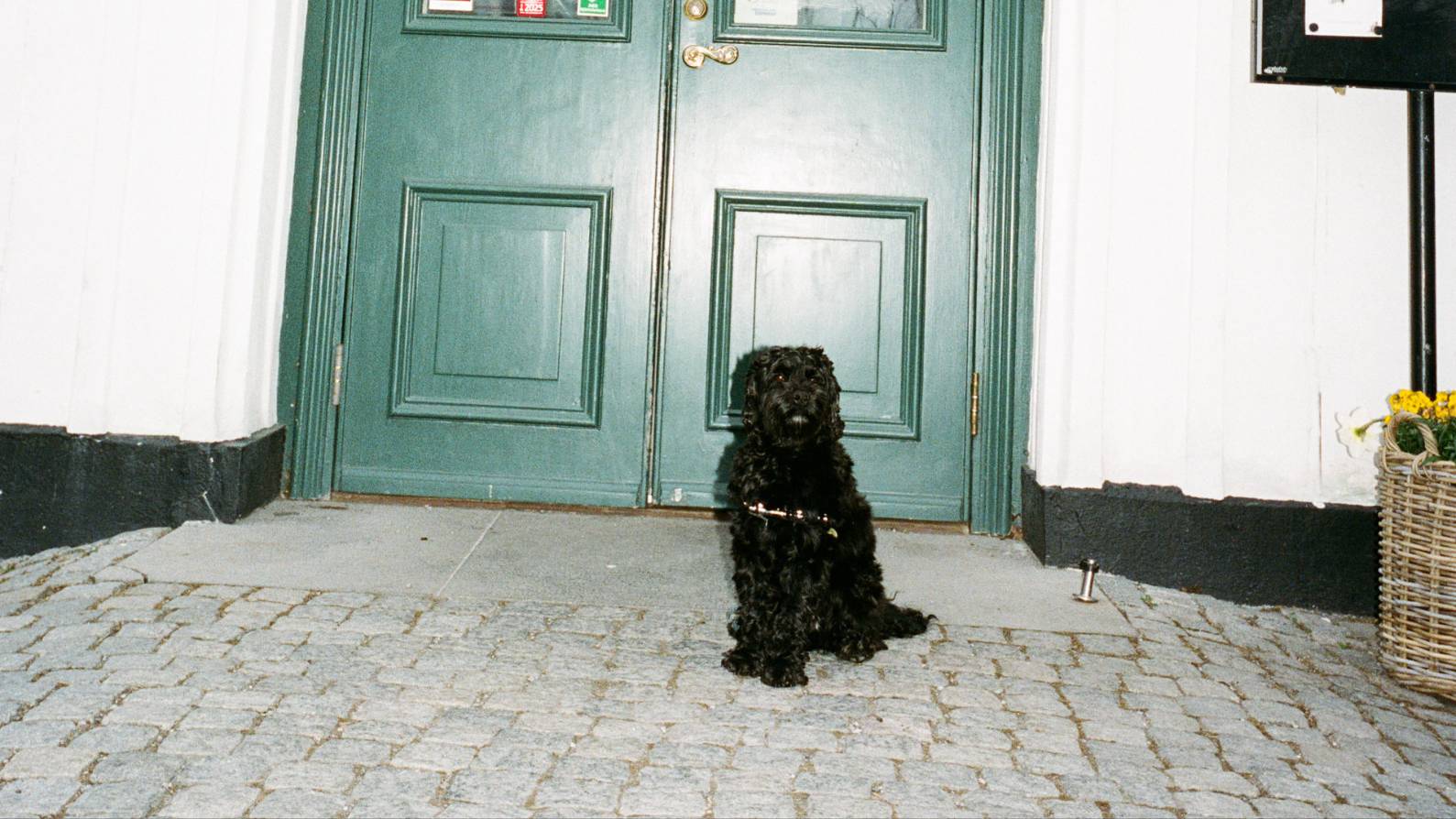 2 av 3 hundägare redo att flytta – kräver bättre stadsmiljö