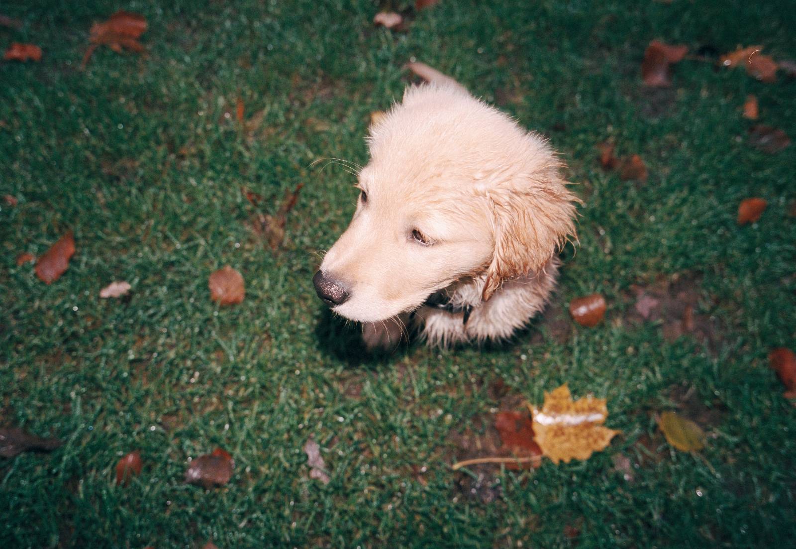 Valpens första tid | Hedvig