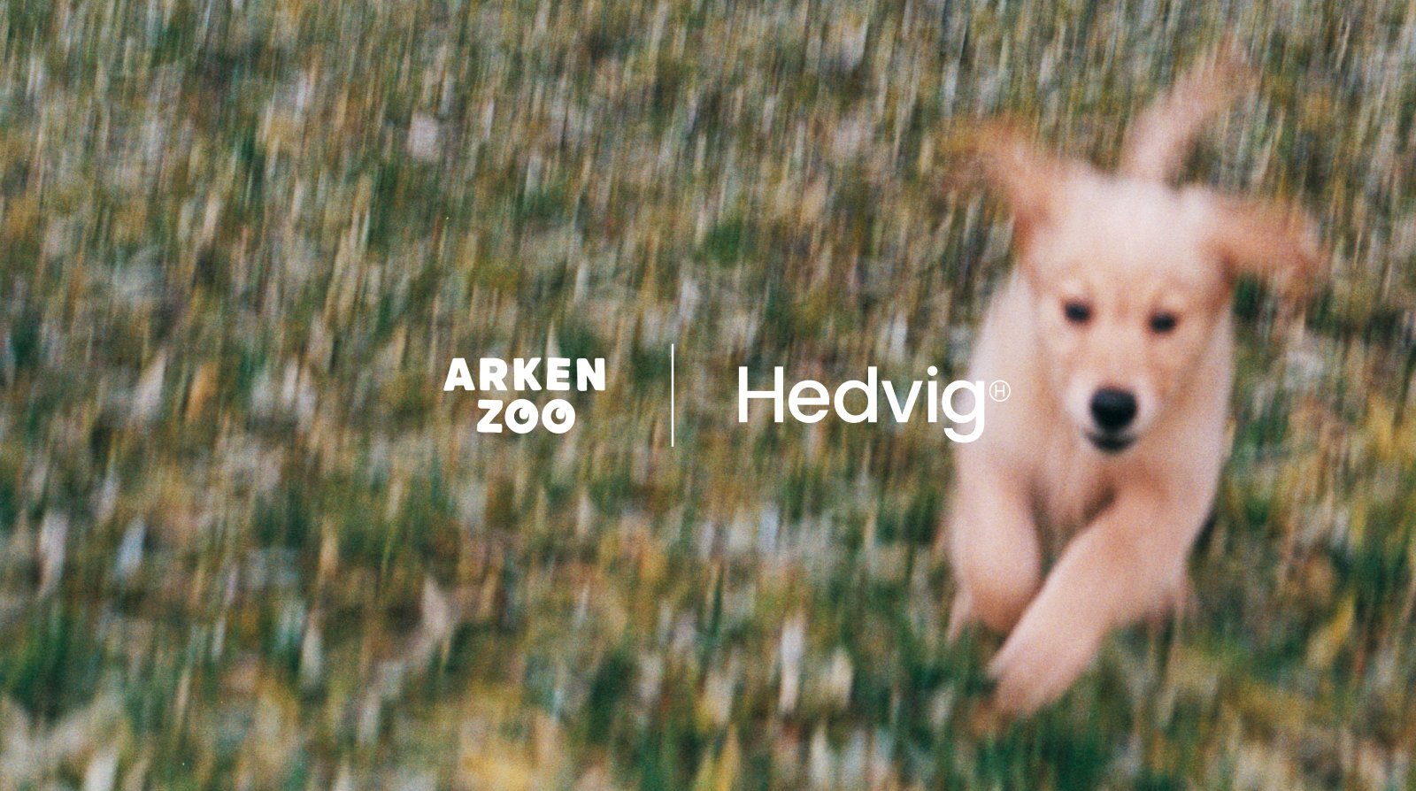 Hedvig ingår partnerskap med Arken Zoo